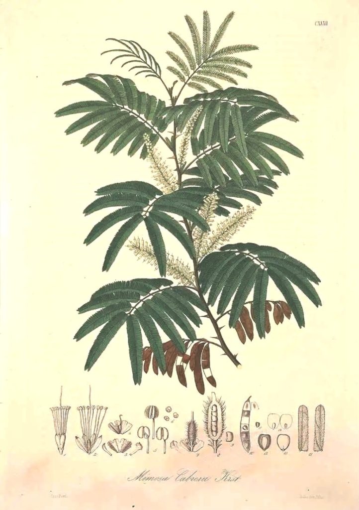 Mimosa tenuiflora: Sistemática, Etimología, Hábitat, Cultivo