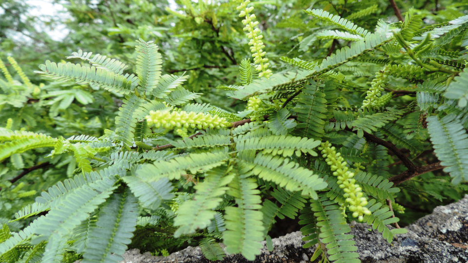 Mimosa tenuiflora: Systematics, Etymology, Habitat, Cultivation