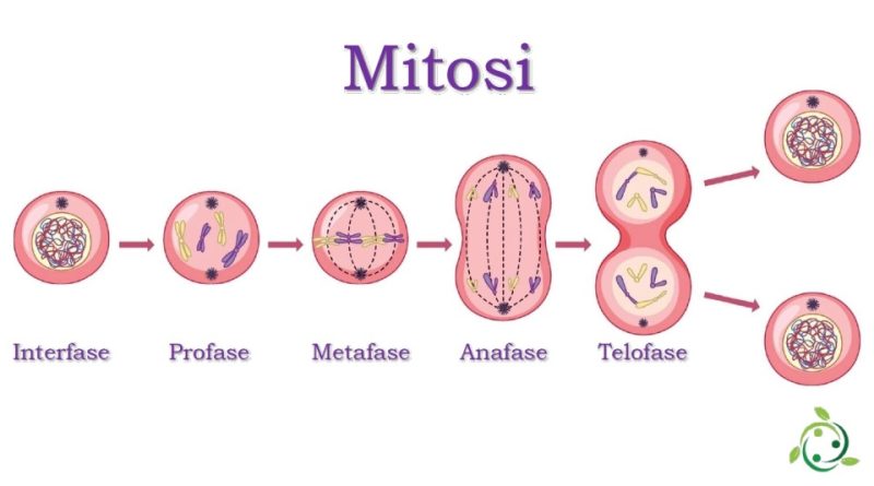 Mitosis: Definition, mechanism, process, etymology ...