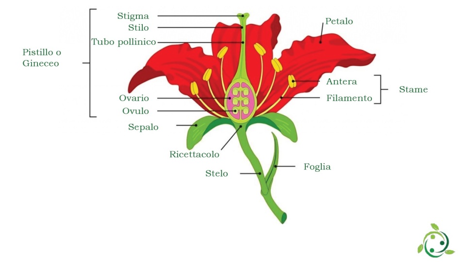 Dioico: definición, significado, etimología, características...