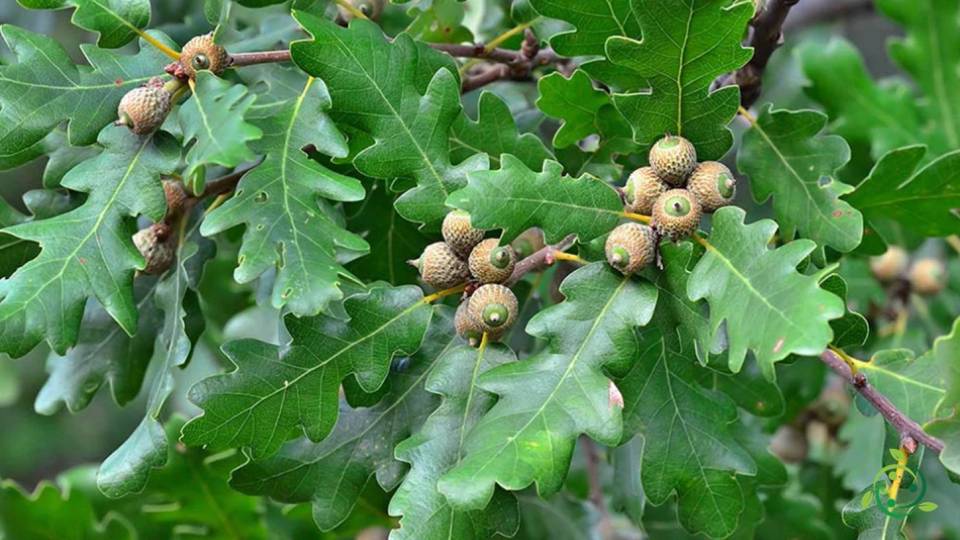 Riproduzione del Rovere: Habitat, Propagazione, Ecologia ...