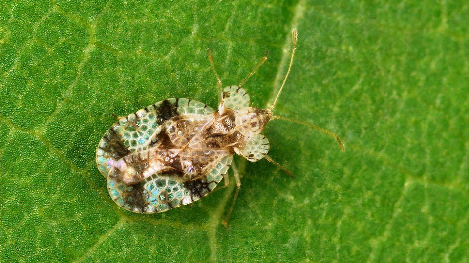 Stephanitis pyri: Systematics, Habitat, Life cycle, Struggle ...