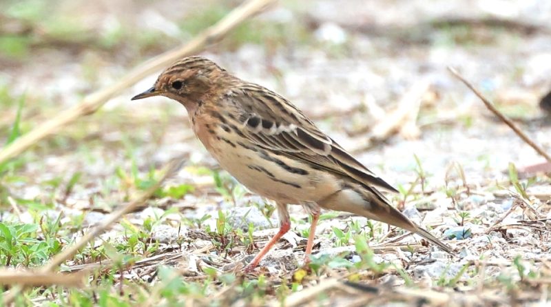 Anthus cervinus: Systematics, Habitat, Biology, Ecological Role ...