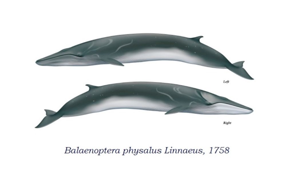 Balaenoptera physalus: Systematics, Habitat, Biology, Ecology ...
