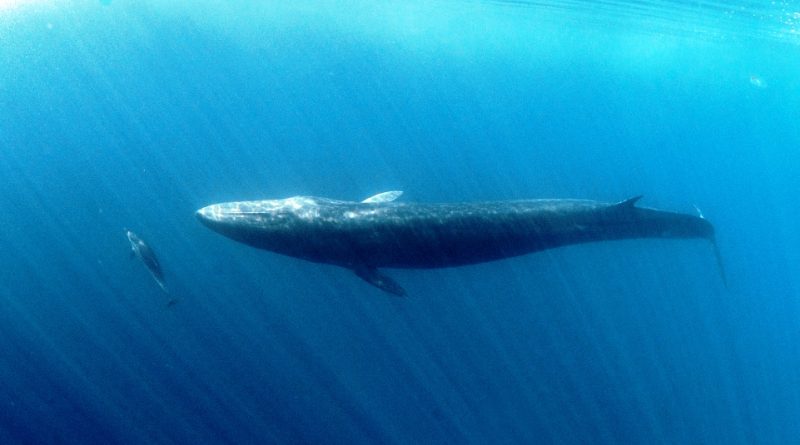 ¿Qué come el rorcual común? ¿En qué mares vive el rorcual común Archivi - Un mundo ecosostenible