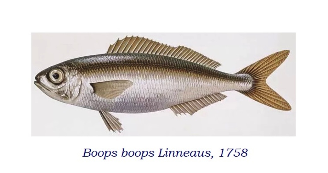 Boops boops: Systematics, Habitat, Biology, Ecological Role ...