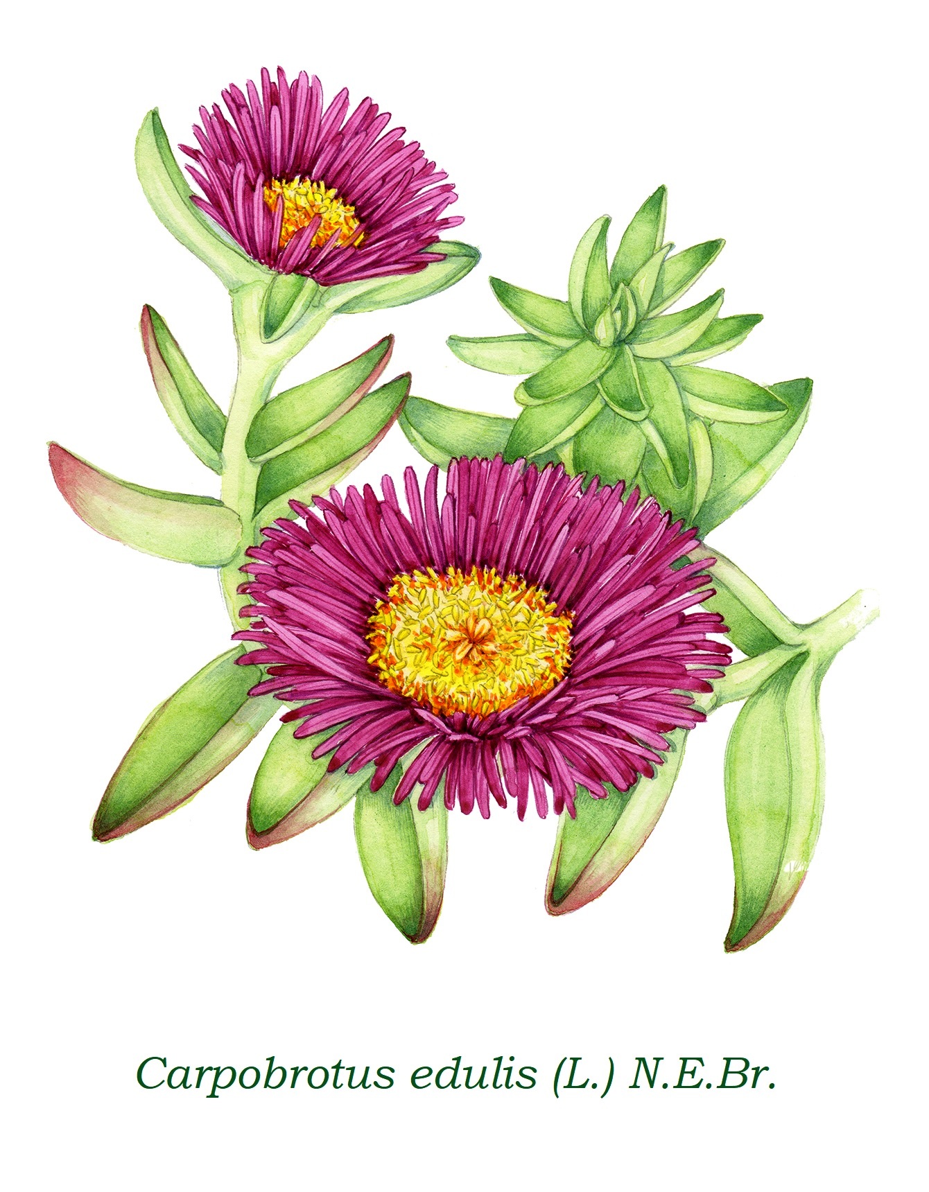 Carpobrotus edulis: Systematics, Etymology, Habitat, Coltivation