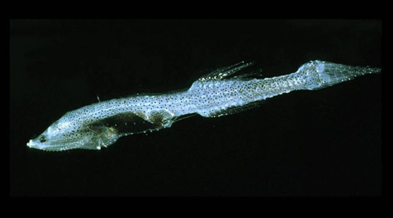 Cyclothone pygmaea: Sistematica, Habitat, Biologia, Ecologia ...