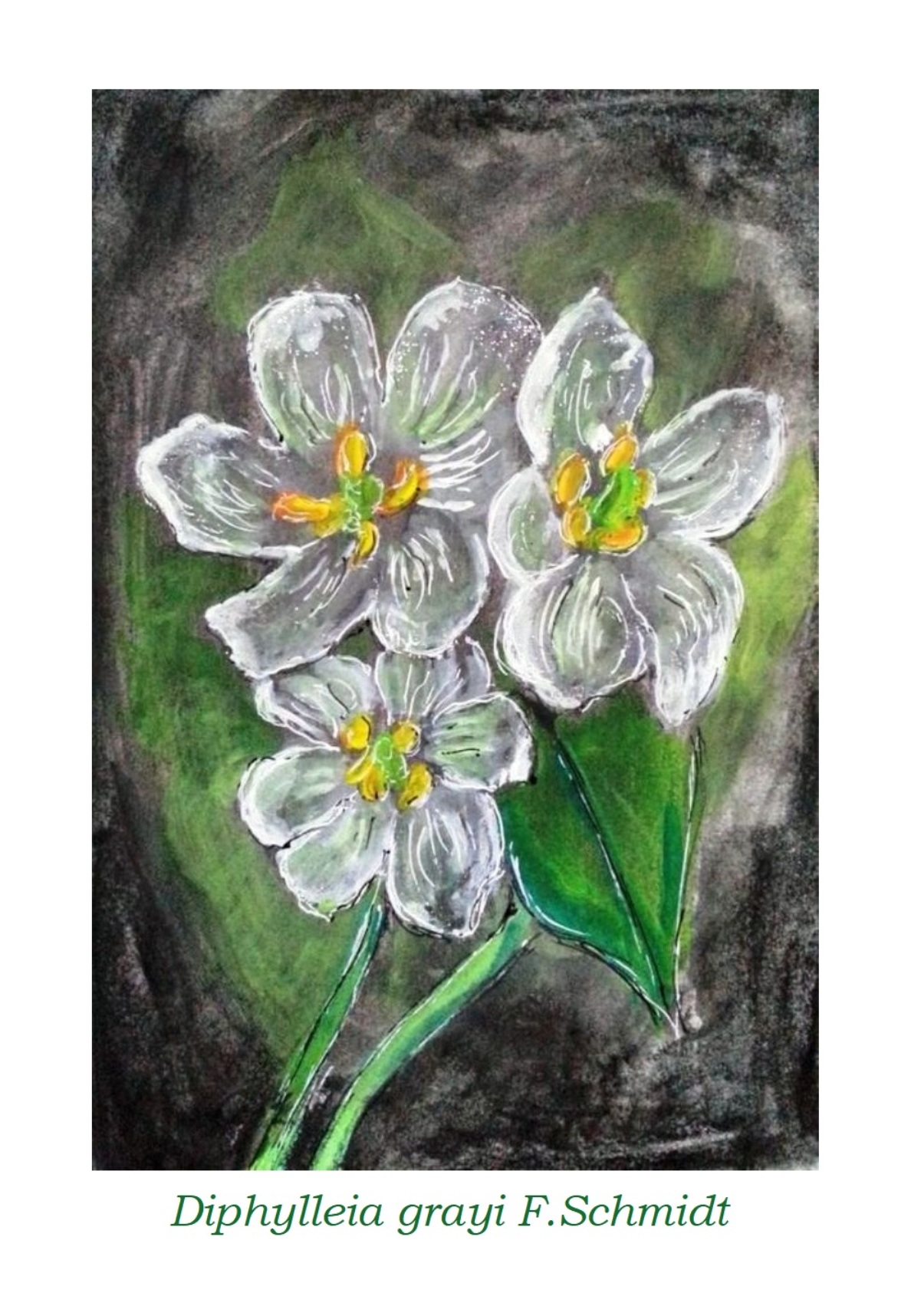 Diphylleia grayi: Systematics, Etymology, Habitat, Cultivation ...