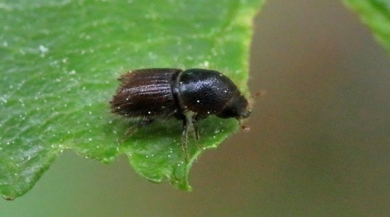 Ips typographus: Systematics, Habitat, Life cycle, Struggle ...