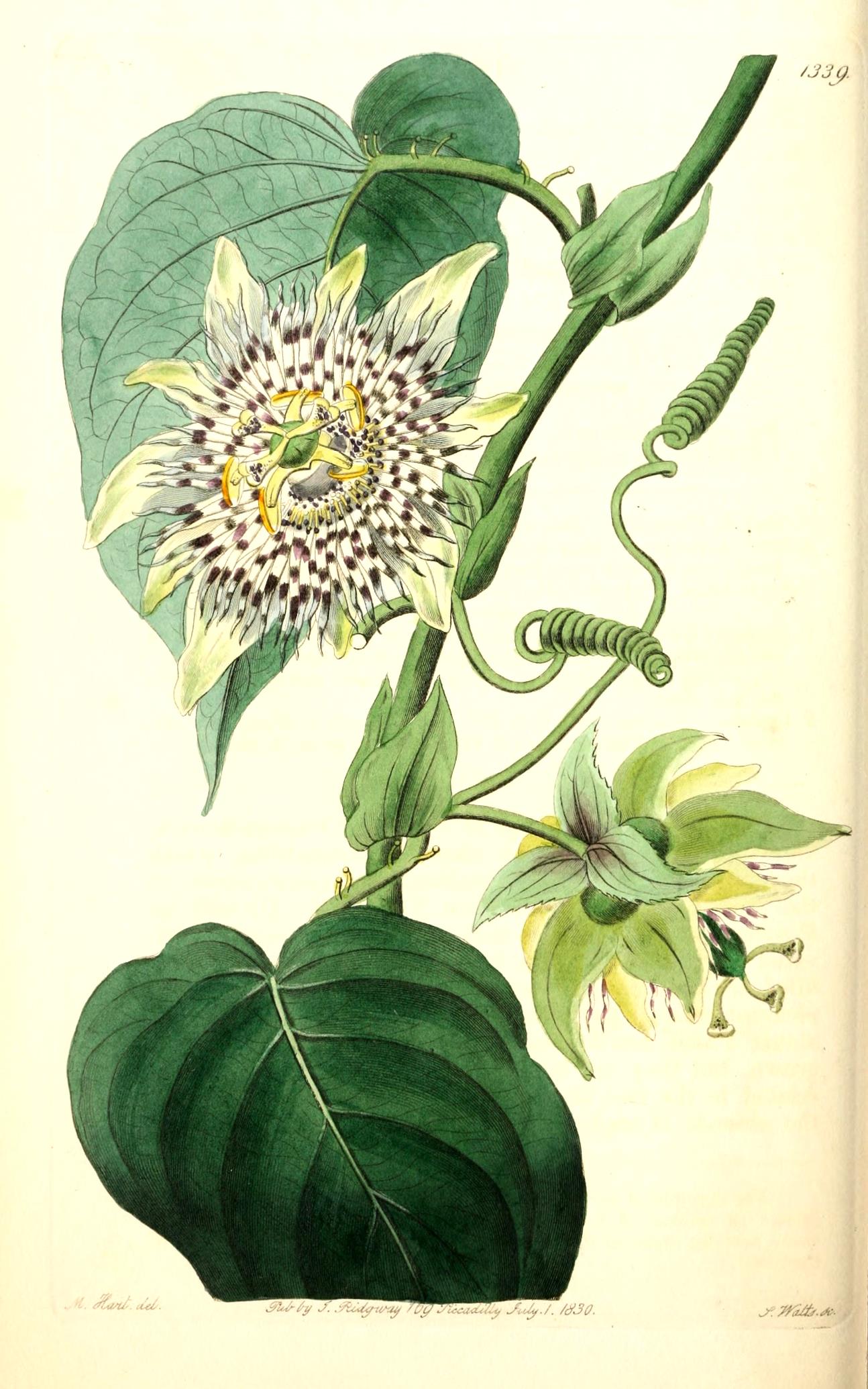 Passiflora ligularis: Systematics, Etymology, Habitat, Cultivation ...