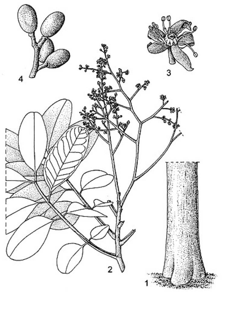 Quassia undulata: Sistematica, Etimologia, Habitat, Coltivazione ...