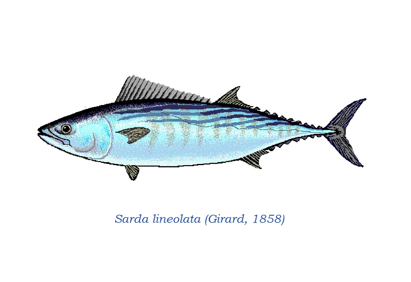 Sarda lineolata: Sistematica, Habitat, Biologia, Ruolo Ecologico ...