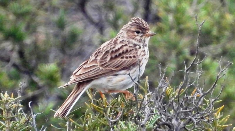 Alauda rufescens: Sistematica, Habitat, Biologia, Ruolo Ecologico
