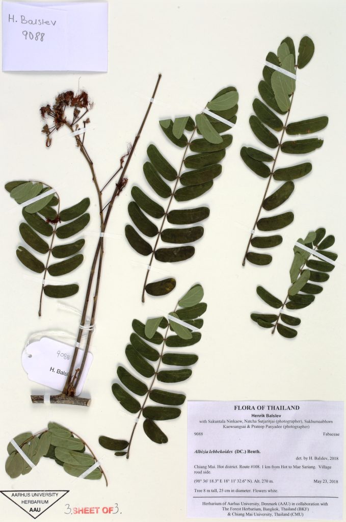 Albizia lebbekoides: Systematics, Etymology, Habitat, Cultivation