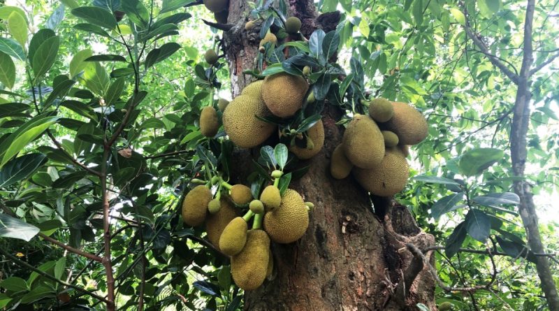 Artocarpus heterophyllus: Systematics, Habitat, Cultivation ...