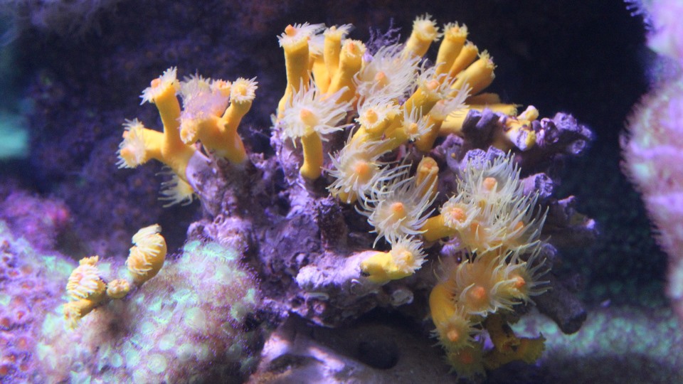 Bioaccumulation: Definition, Meaning, Mechanism, Processes…