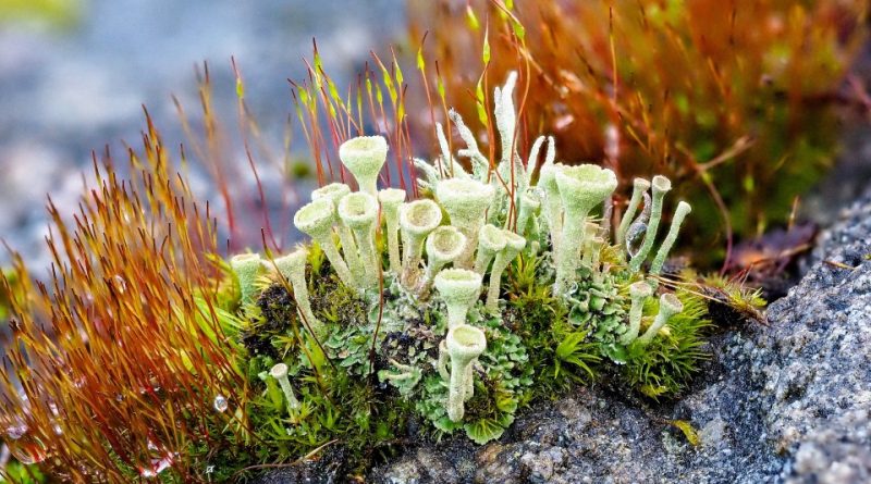 Bioindicador: definición, significado, utilidad, contaminación...