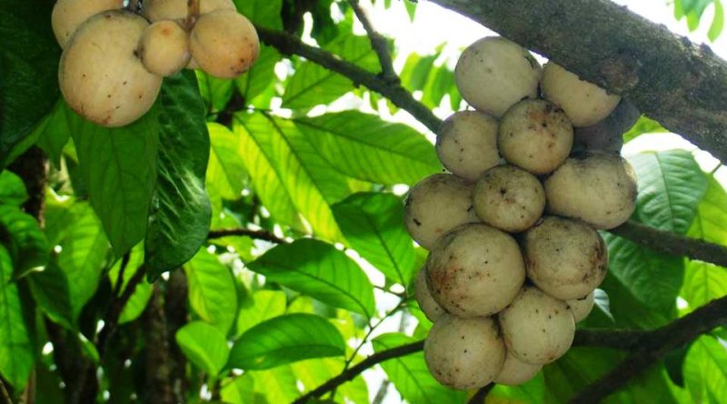 Propiedades y usos del Lanzón Archivi - Un mundo ecosostenible