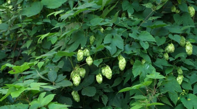 Nutritional value of Hops: Properties, Composition ...