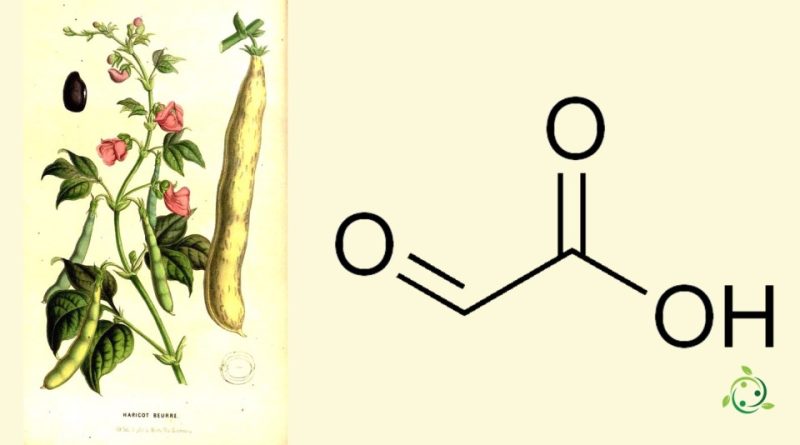 Ácido glioxílico: fórmula química, presencia en la naturaleza ...