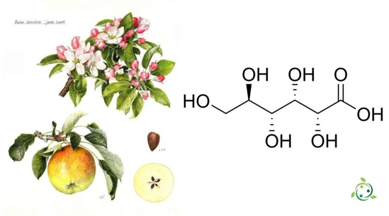Acido gluconico: formula chimica, presenza in natura, funzione ...