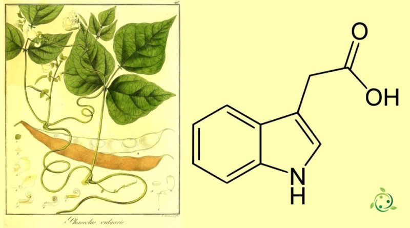 Indole-3-acetic acid: chemical formula, properties, extraction, uses
