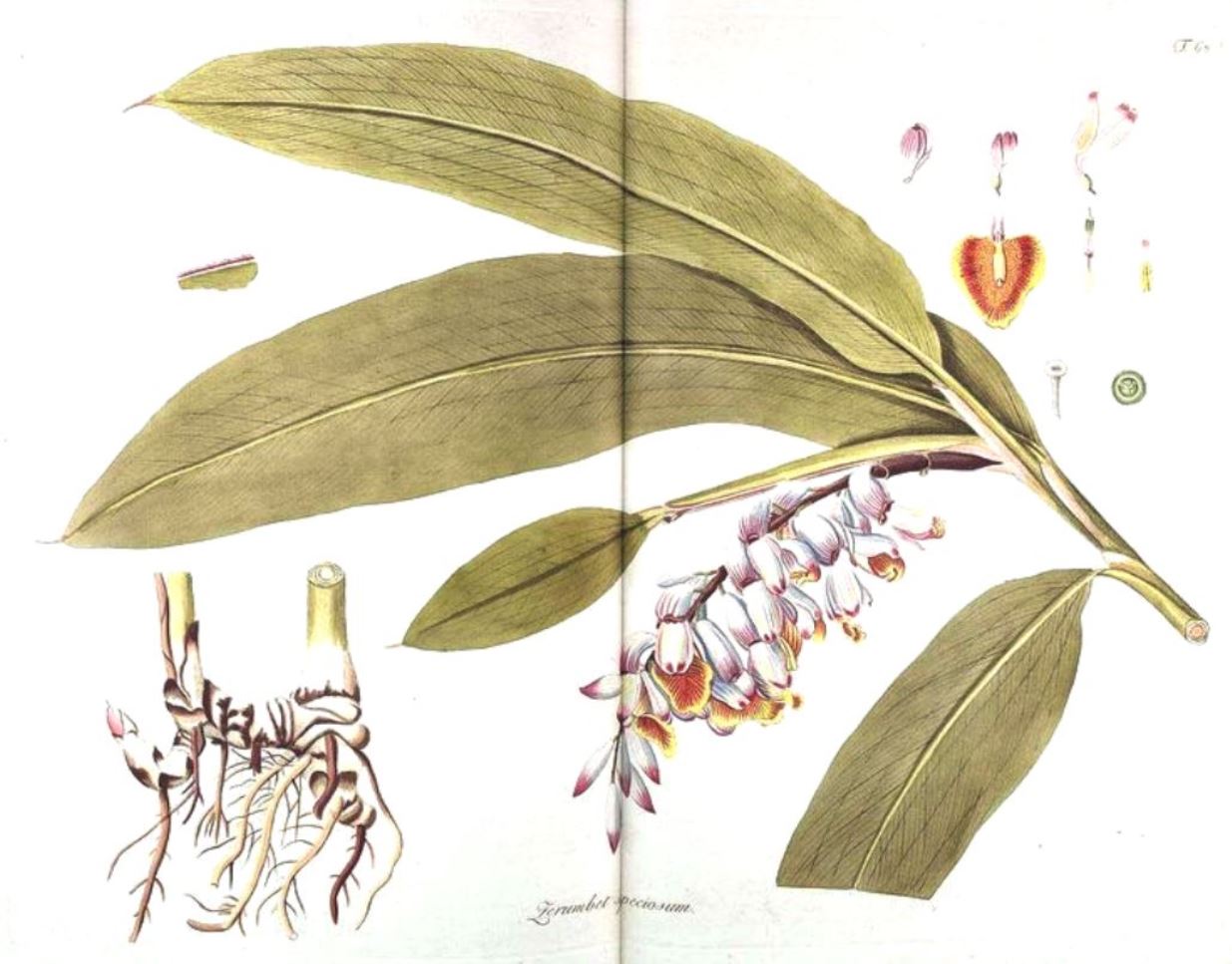 Alpinia zerumbet: Systematics, Etymology, Habitat, Cultivation ...