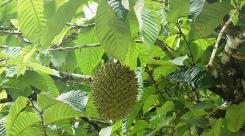 Propiedades y usos de Annona purpurea Archivi - Un mundo ecosostenible