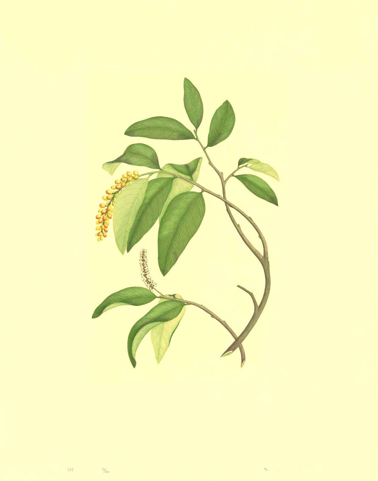 Antidesma bunius: Systematics, Etymology, Habitat, Cultivation ...