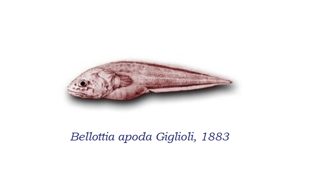 Bellottia apoda: Sistematica, Habitat, Biologia, Ruolo Ecologico ...
