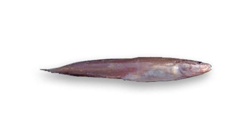 Cataetyx alleni: Systematics, Habitat, Biology, Ecological Role ...