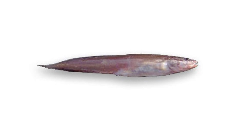 Cataetyx alleni: Sistemática, Hábitat, Biología, Rol Ecológico...