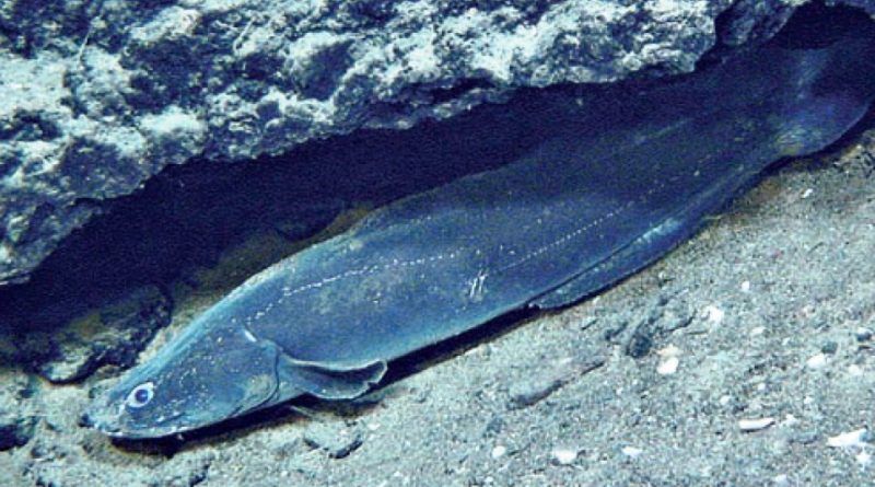 Peces: Descripción, Categoría, Biología, Rol ecológico, Hábitat...