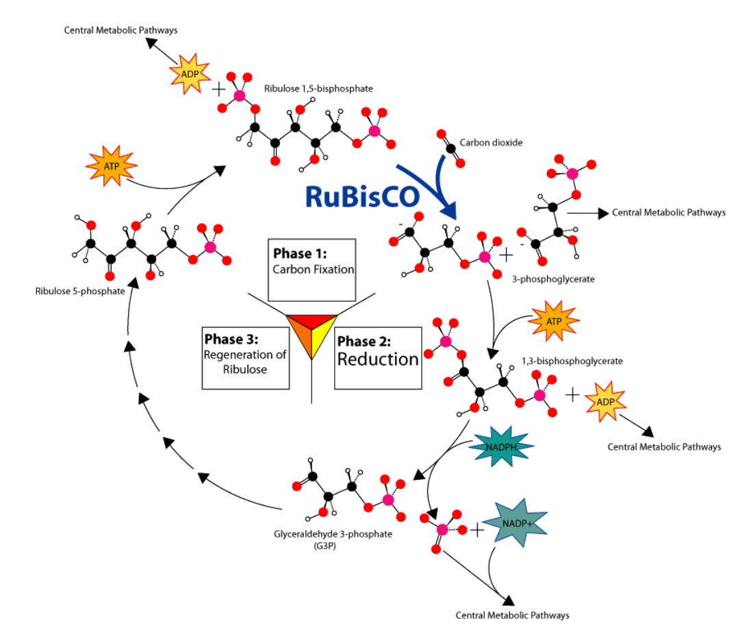 Vía de 3 carbonos: bioquímica, fotosíntesis, fijación de CO2...