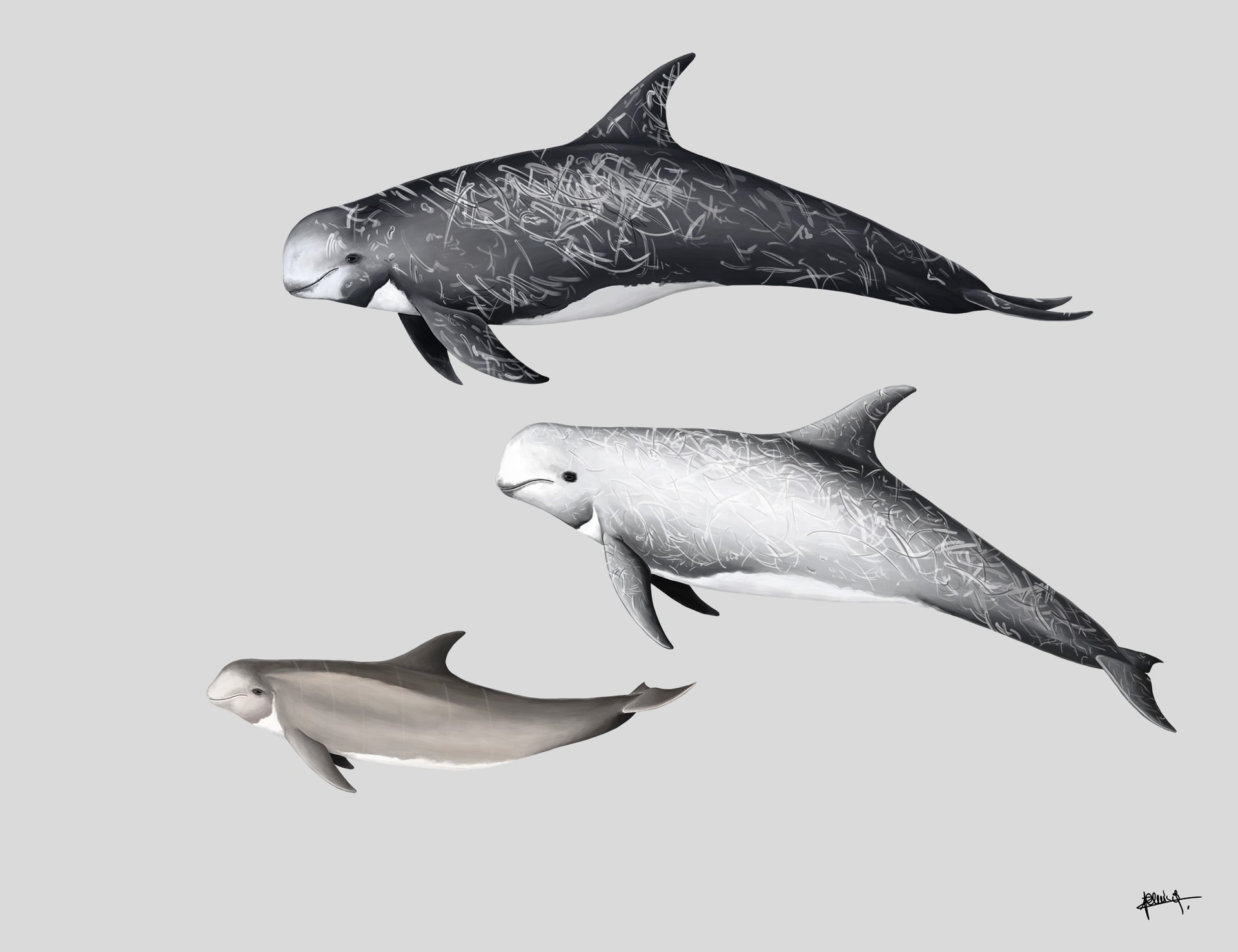 Grampus griseus: Systematics, Habitat, Biology, Ecology ...