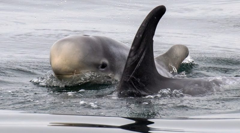 Grampus griseus: Systematics, Habitat, Biology, Ecology ...