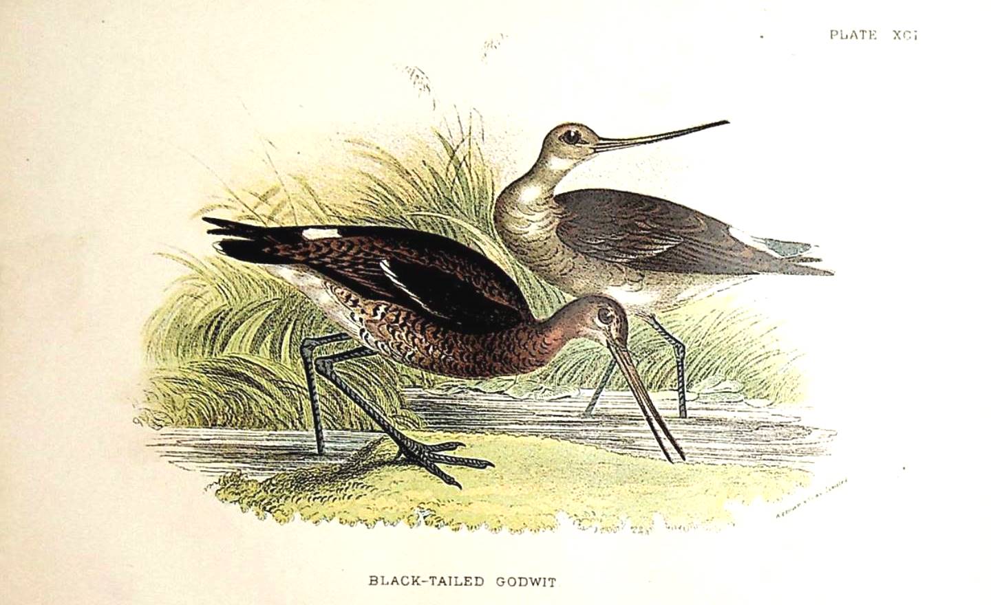 Limosa limosa: Sistemática, Hábitat, Biología, Rol Ecológico...