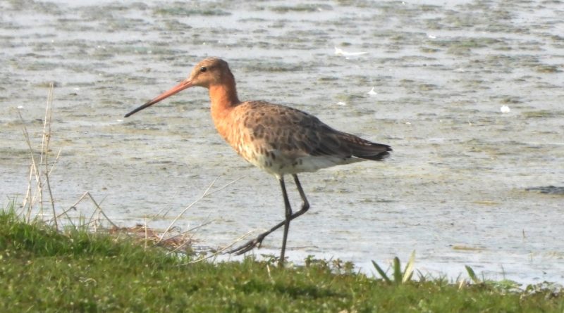 Limosa limosa: Sistemática, Hábitat, Biología, Rol Ecológico...