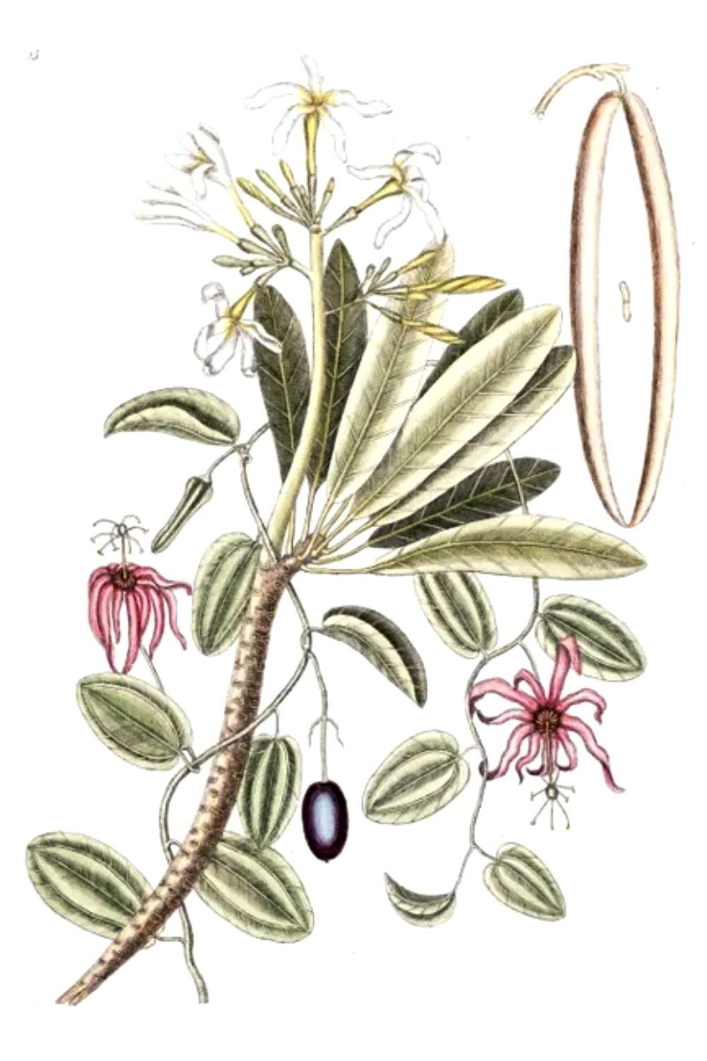 Plumeria alba: Systematics, Etymology, Habitat, Cultivation ...