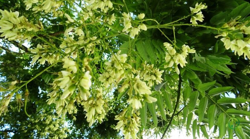 Reproducción de la sófora: Hábitat, Propagación ...