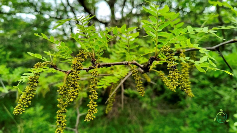 Reproduction of the honey locust: Habitat, Propagation, Ecology
