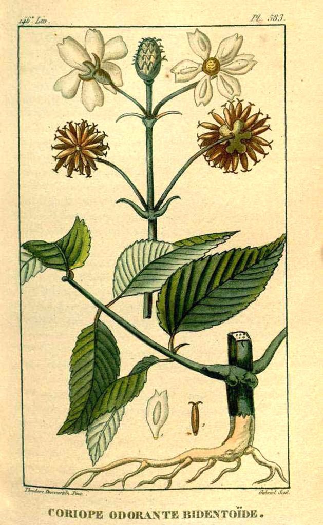 Bidens pilosa: Sistemática, Etimología, Hábitat, Cultivo...