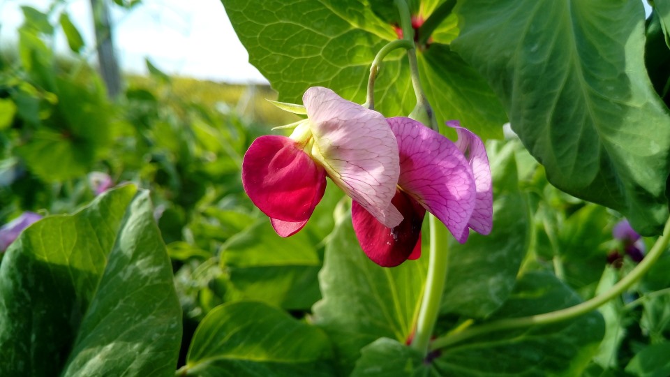 Leguminous plants: species, characteristics, cultivation, nutrition