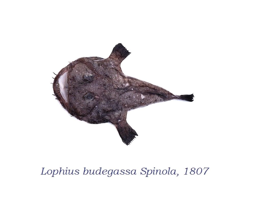 Lophius budegassa: Systematics, Habitat, Biology, Ecological Role