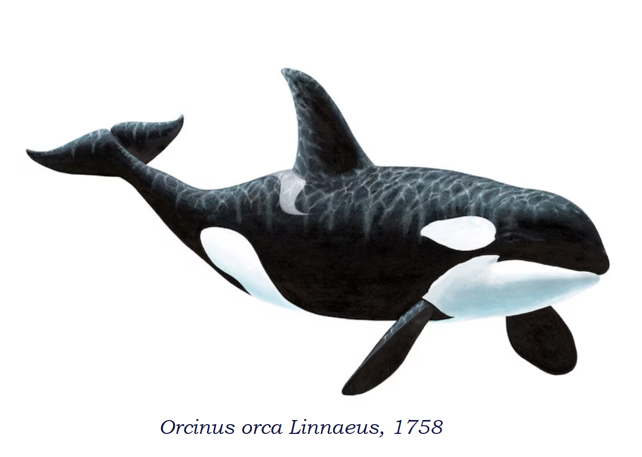 Orcinus orca: Systematics, Habitat, Biology, Ecological Role ...