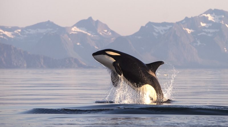 Orcinus orca: Sistematica, Habitat, Biologia, Ruolo Ecologico ...