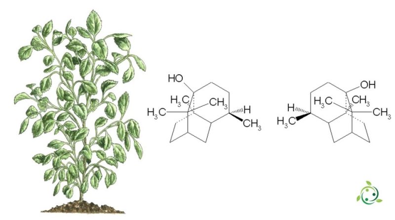 Patchoulol: chemical formula, properties, use in perfumery ...