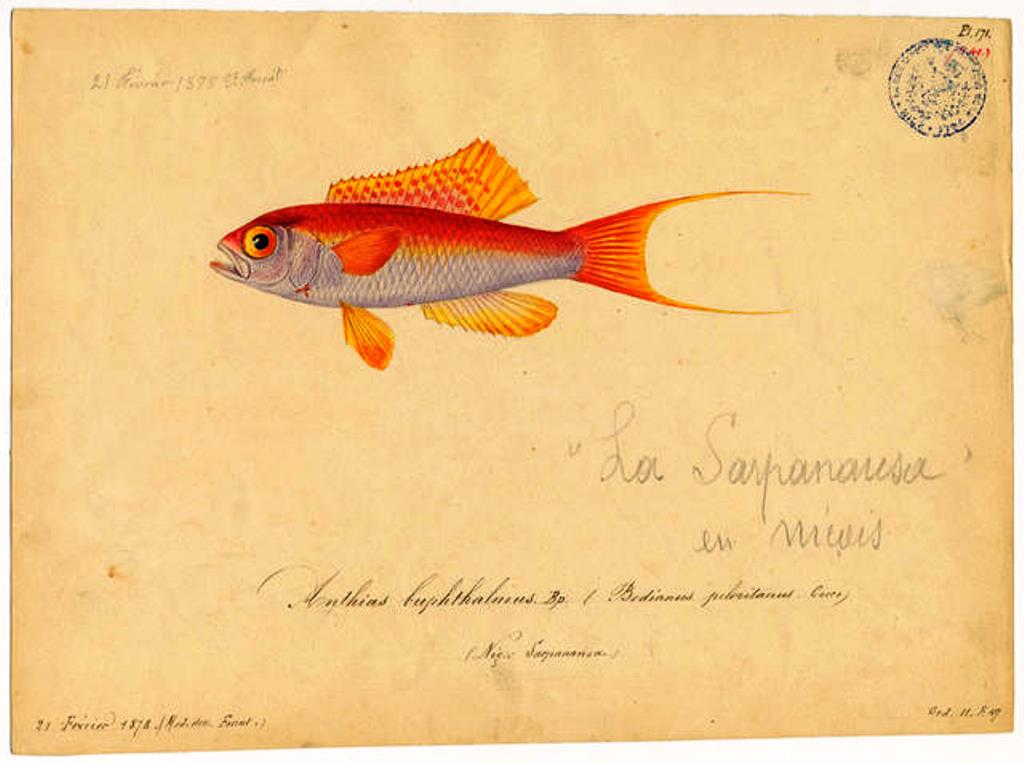 Callanthias ruber: Systematics, Habitat, Biology, Ecological Role