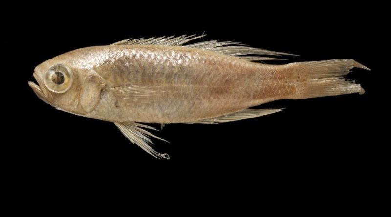 Callanthias ruber: Systematics, Habitat, Biology, Ecological Role